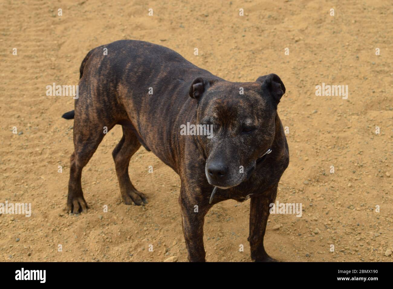 Sad Looking Staffordshire Bull Terrier Standing on a Dirt Road Stock ...