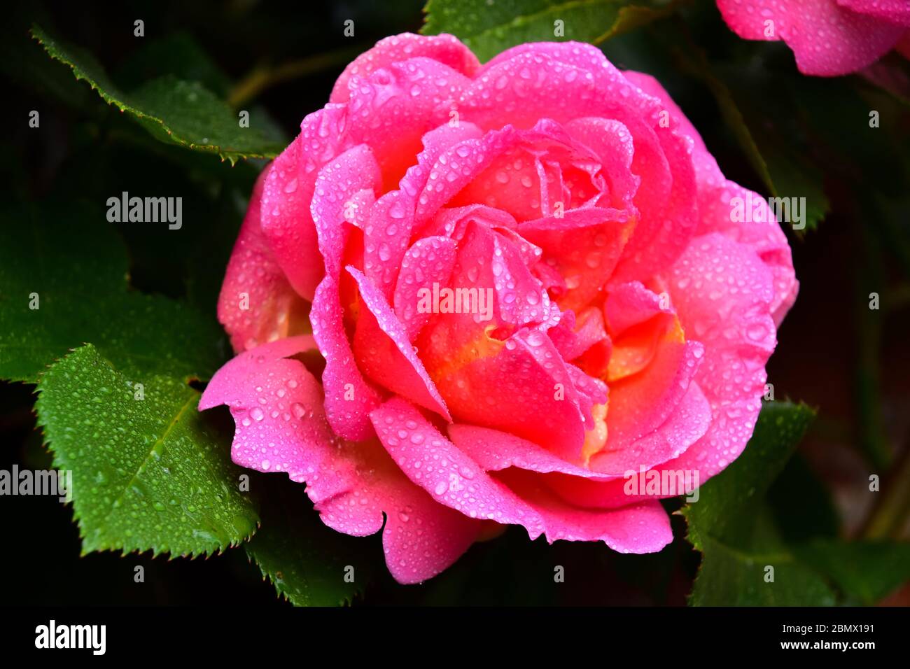 Rose, Rosa Madame Edouard Herriot, The Daily Mail Rose Stock Photo - Alamy
