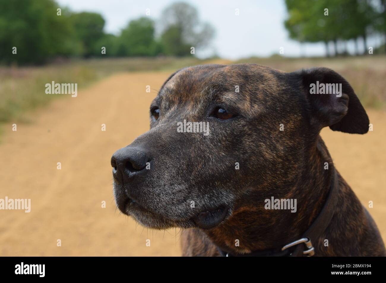 Dramatic Dog Portrait on a Dirt Path Stock Photo - Alamy