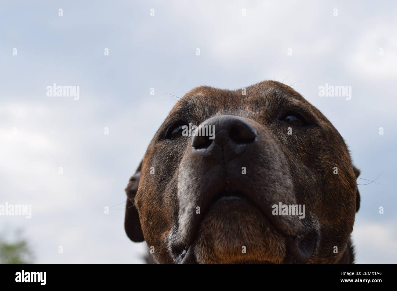 Dramatic Dog Portrait Against Blue Sky Stock Photo - Alamy
