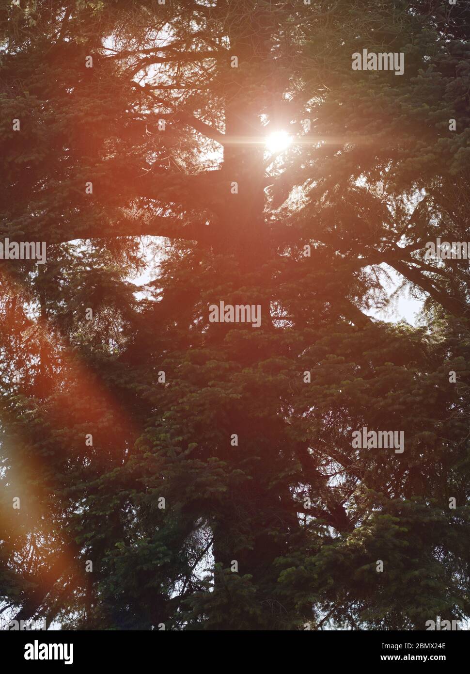 Giant pine tree hi-res stock photography and images - Alamy