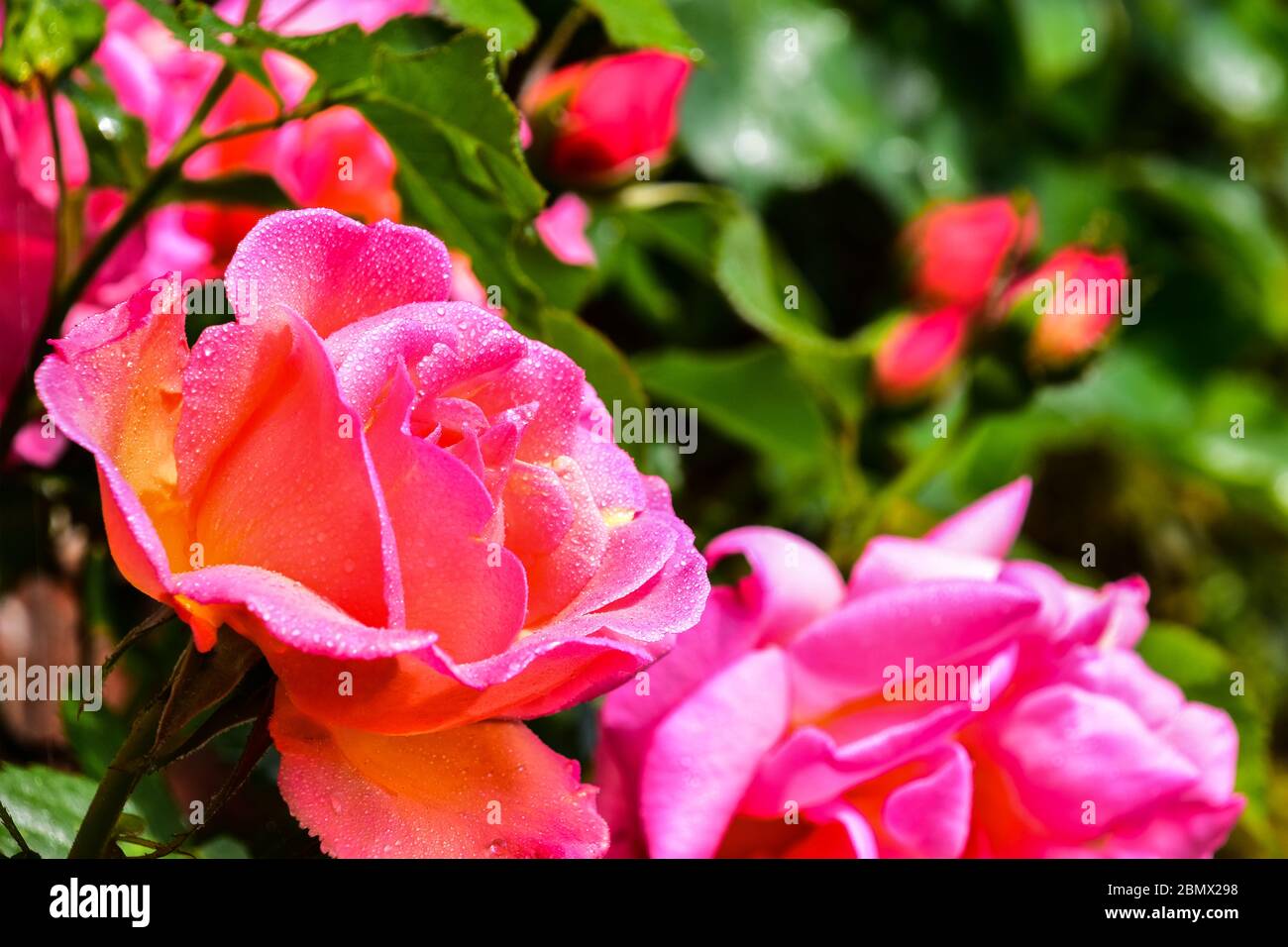 Rosebuds, Rosa Madame Edouard Herriot, The Daily Mail Rose Stock Photo ...