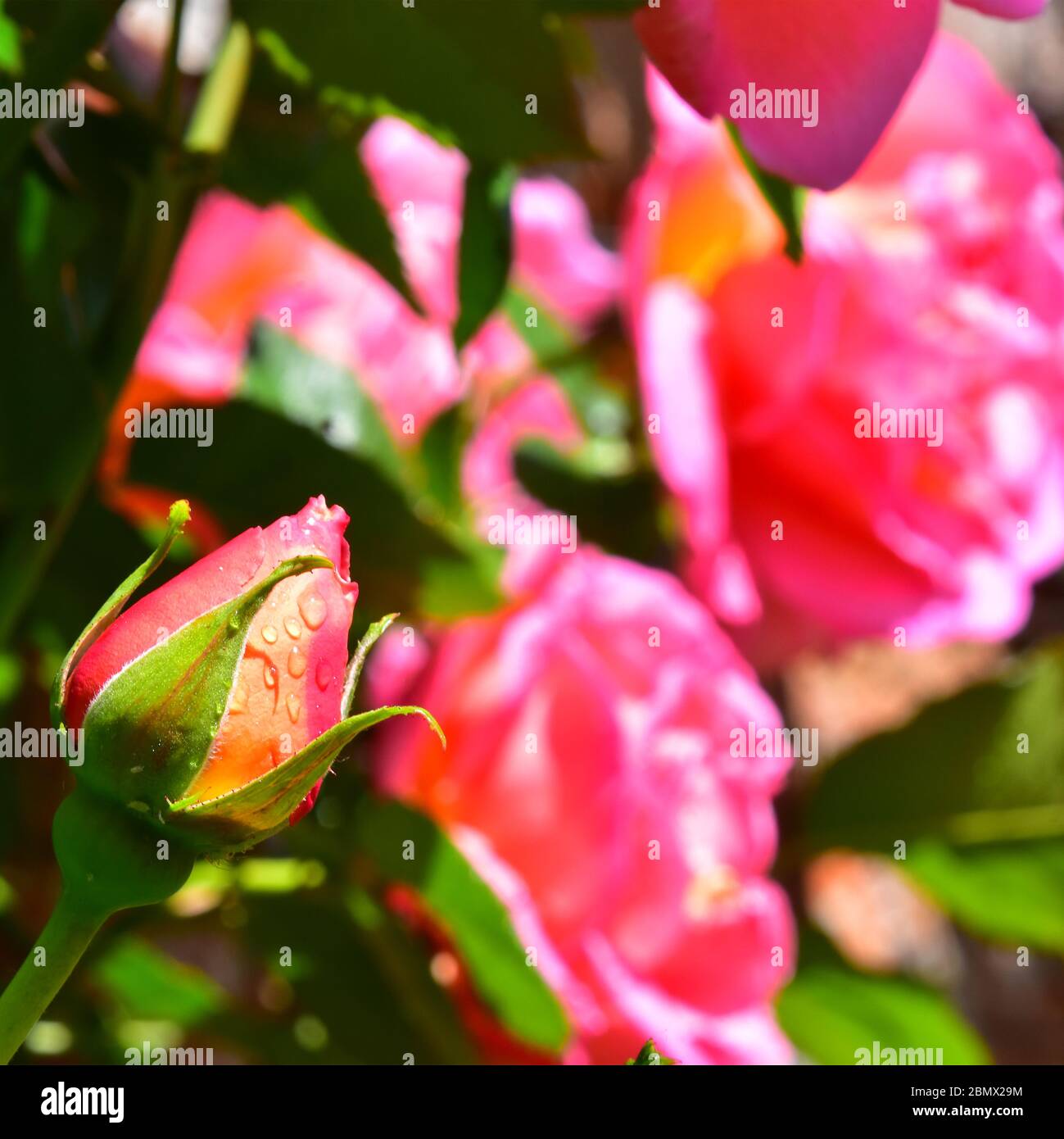 Rosebuds, Rosa Madame Edouard Herriot, The Daily Mail Rose Stock Photo ...