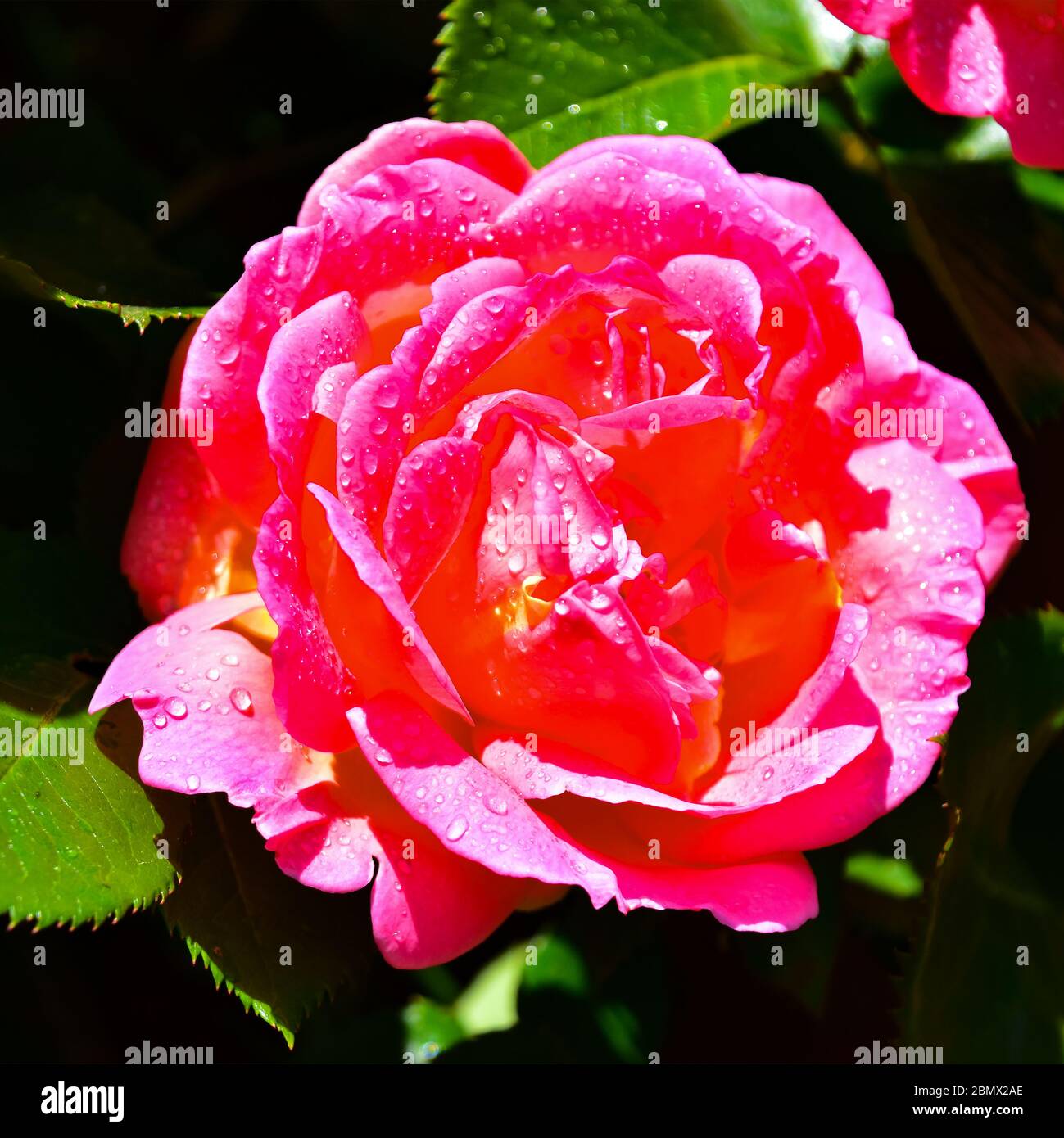 Rose, Rosa Madame Edouard Herriot, The Daily Mail Rose Stock Photo - Alamy
