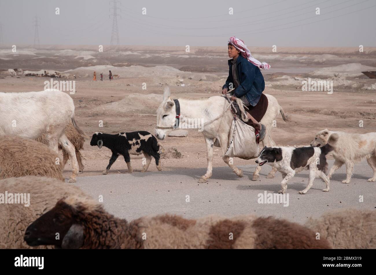 A young shepherd rides on a donkey herding sheep and cattle in the ...