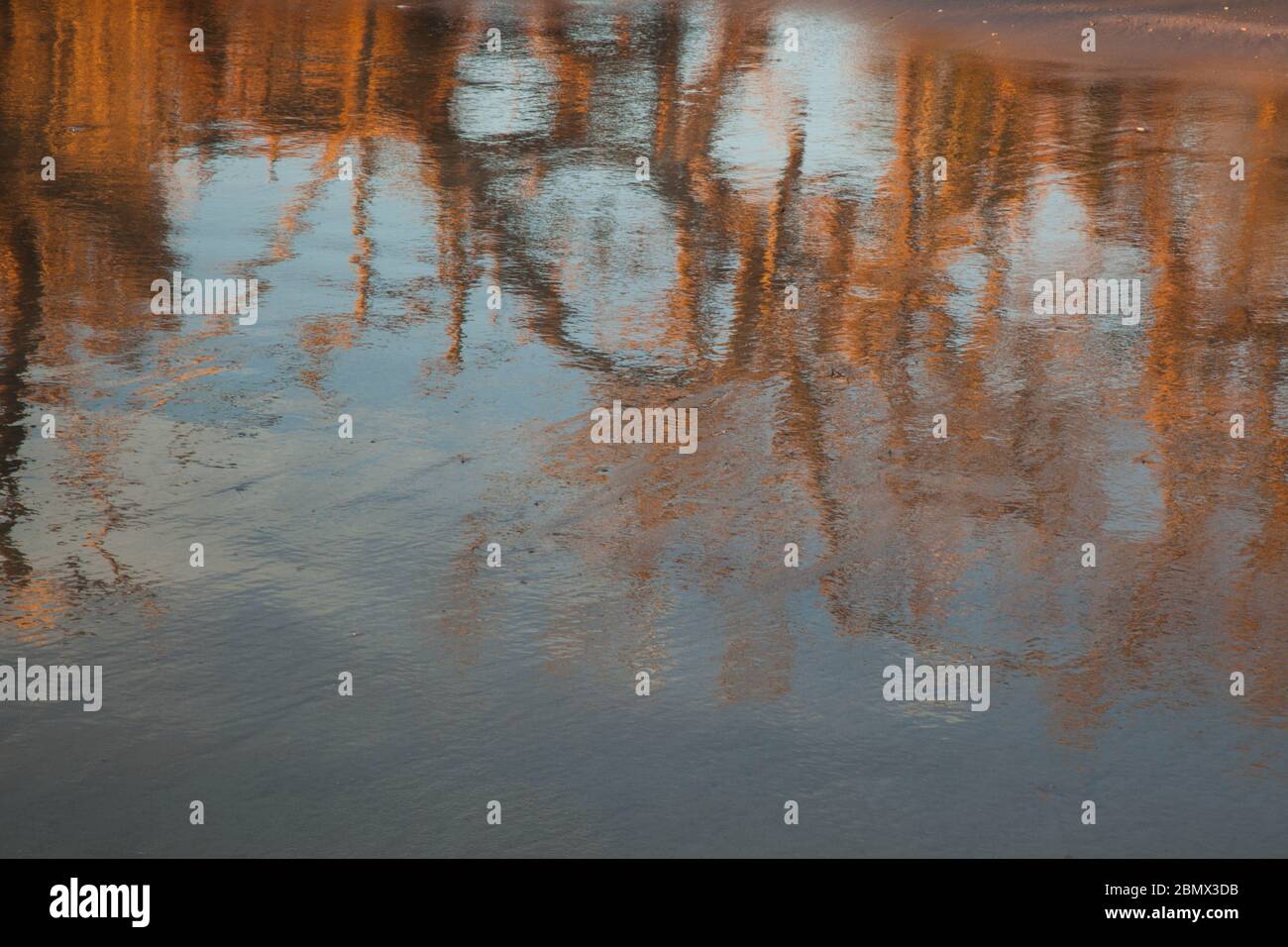 Dead tree in the water hi-res stock photography and images - Alamy