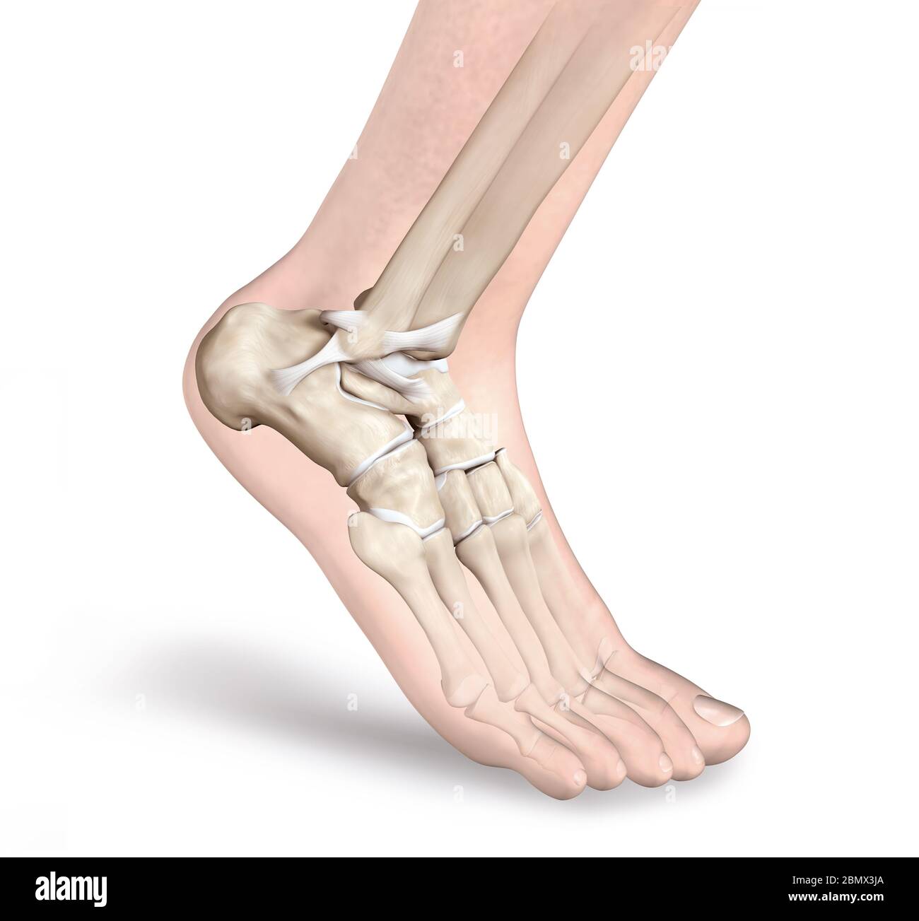 3D illustration showing ligaments in ankle joint Stock Photo - Alamy