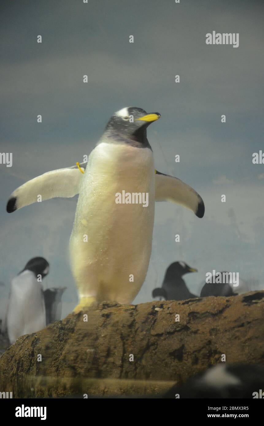 Emperor penguin zoo fish hi-res stock photography and images - Alamy