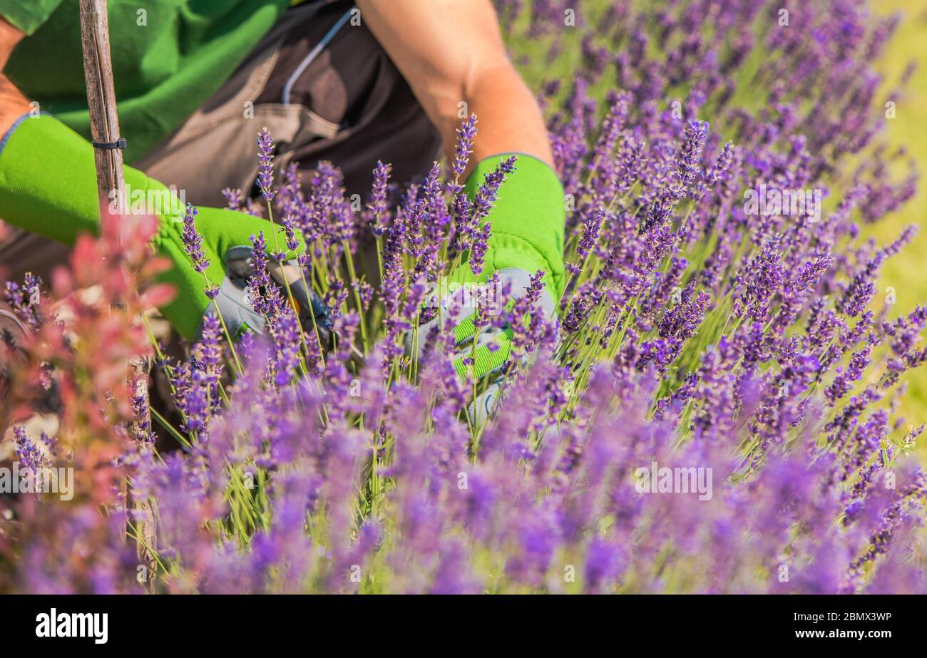 Male Gardener Trimming Lavender Flowers In Field Stock Photo - Alamy
