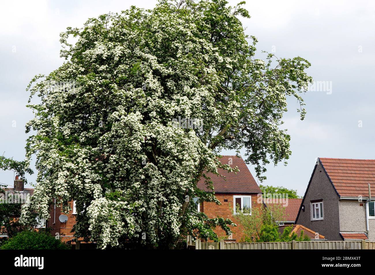 Hawthorn Tree Garden High Resolution Stock Photography and Images - Alamy
