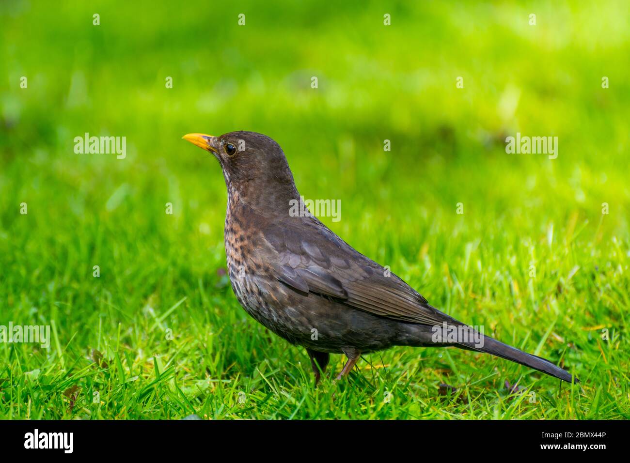 True thrush hi-res stock photography and images - Alamy