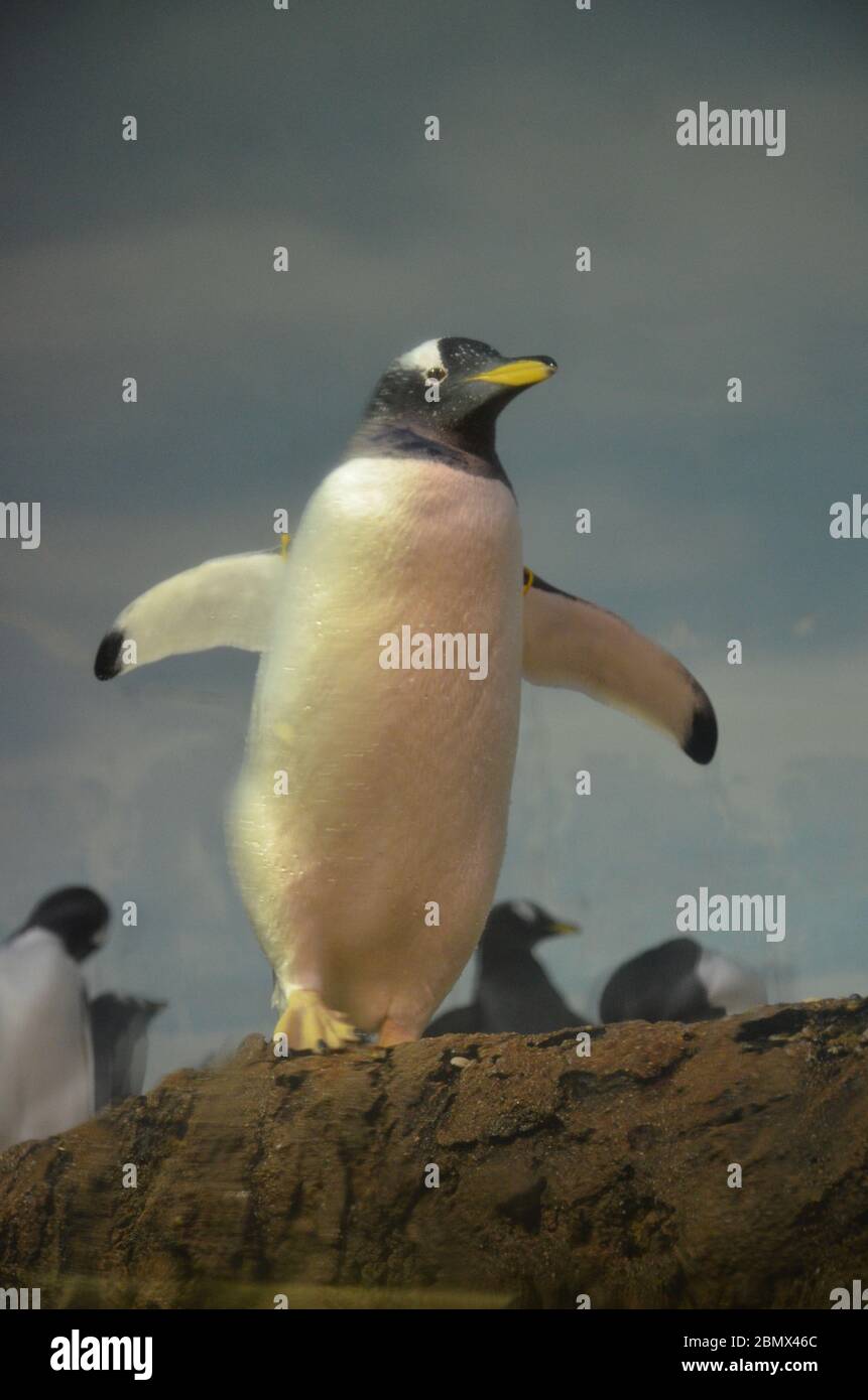 Gentoo penguin in zoo, Frankfurt am Main (Germany Stock Photo - Alamy