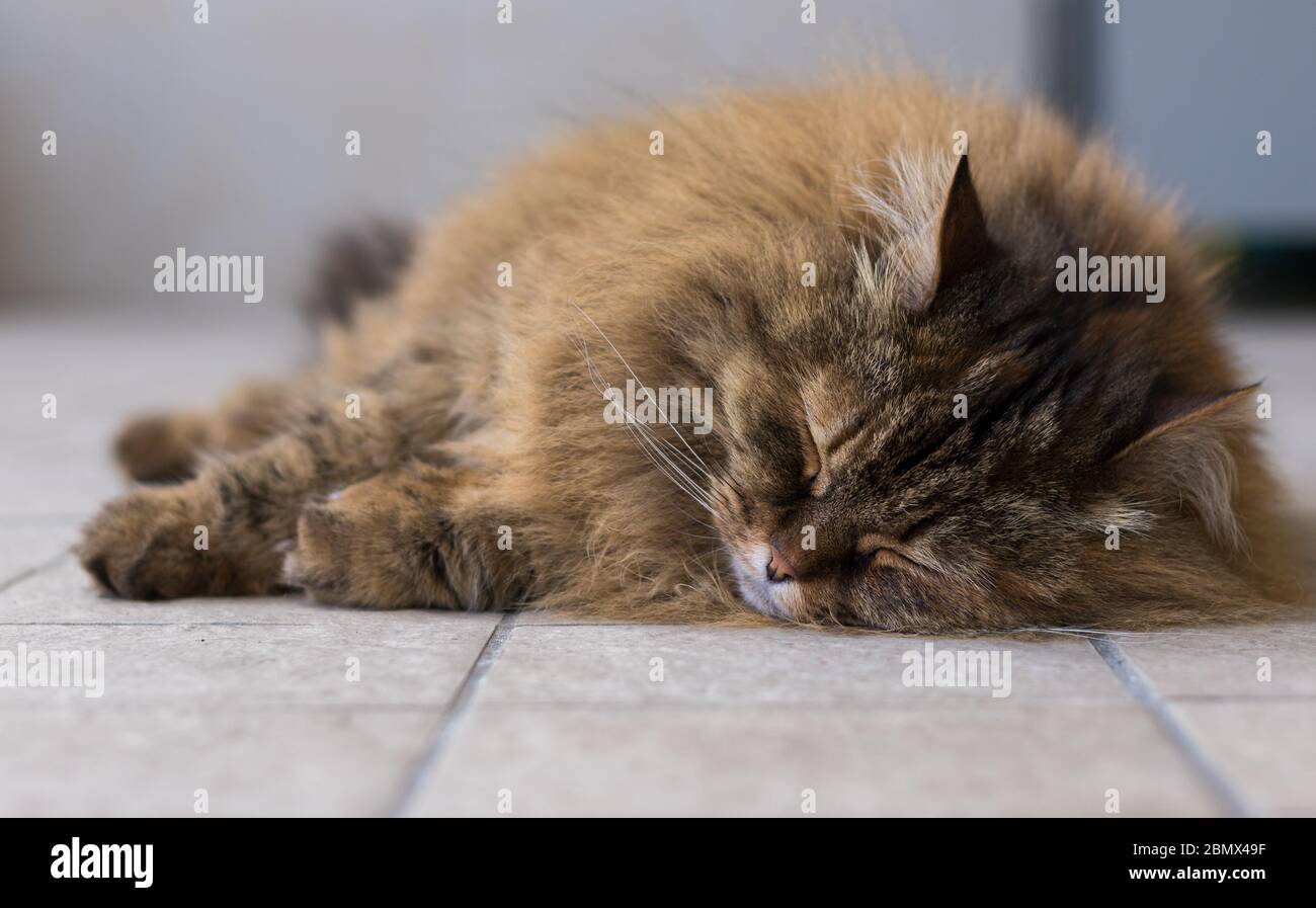 Haired cat lying in relax in a garden, siberian breed brown mackerel ...