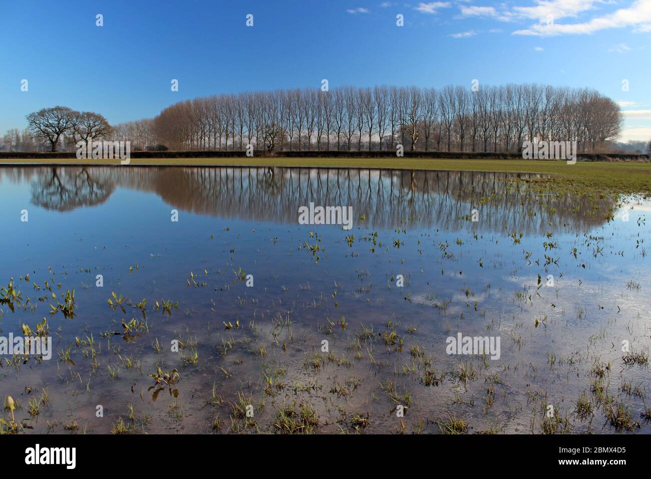 Trees reflected in flooded fields around Holt near Wrexham Stock Photo ...