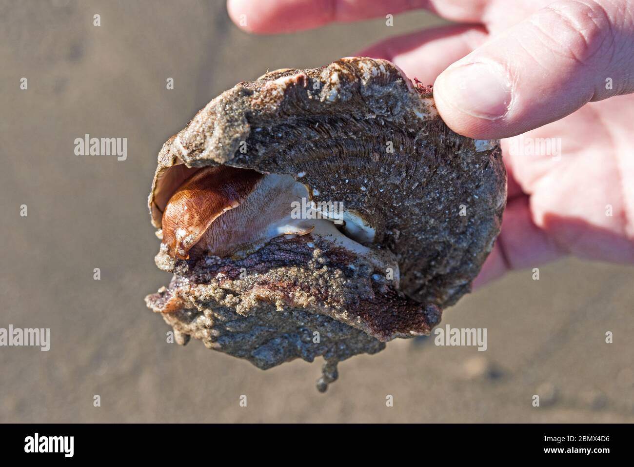 Wavy Turban sea snail (Megastraea undosa) extended out of shell, from the side, head and siphon ...