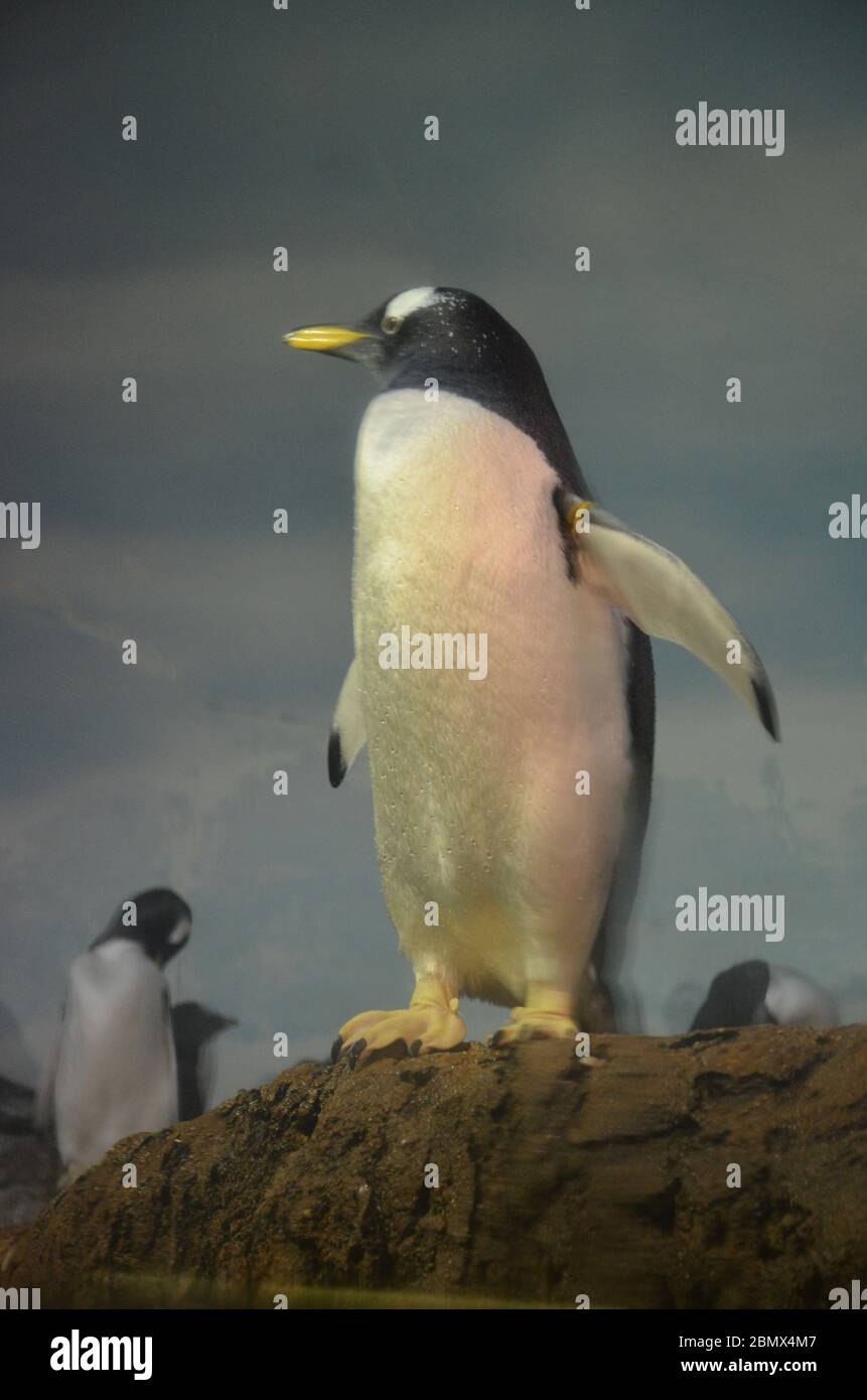 Emperor penguin zoo fish hi-res stock photography and images - Alamy