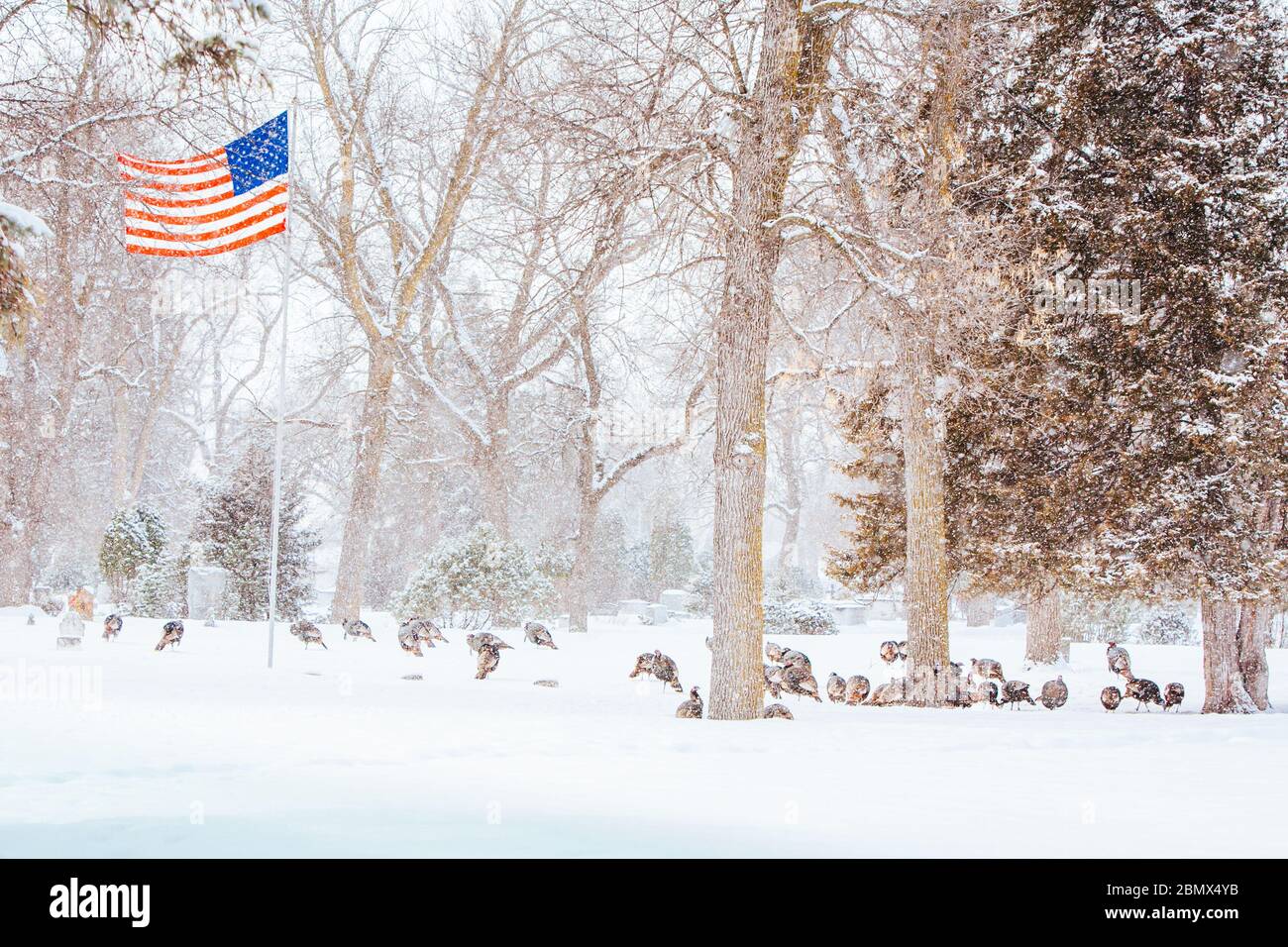 Turkeys flag hi-res stock photography and images - Alamy