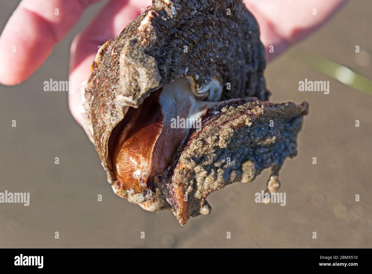 Wavy turban hi-res stock photography and images - Alamy