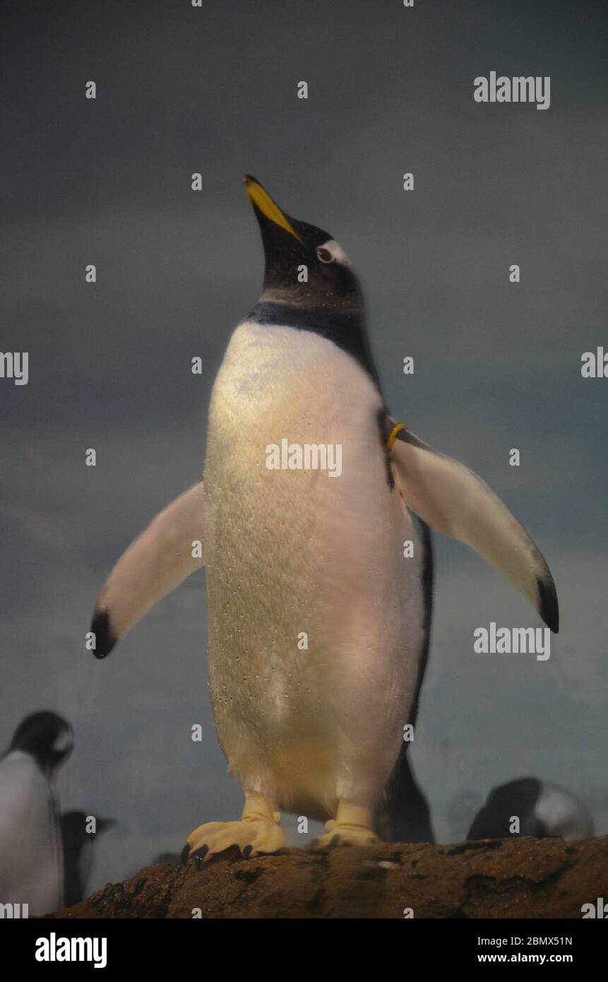 Emperor penguin zoo fish hi-res stock photography and images - Alamy
