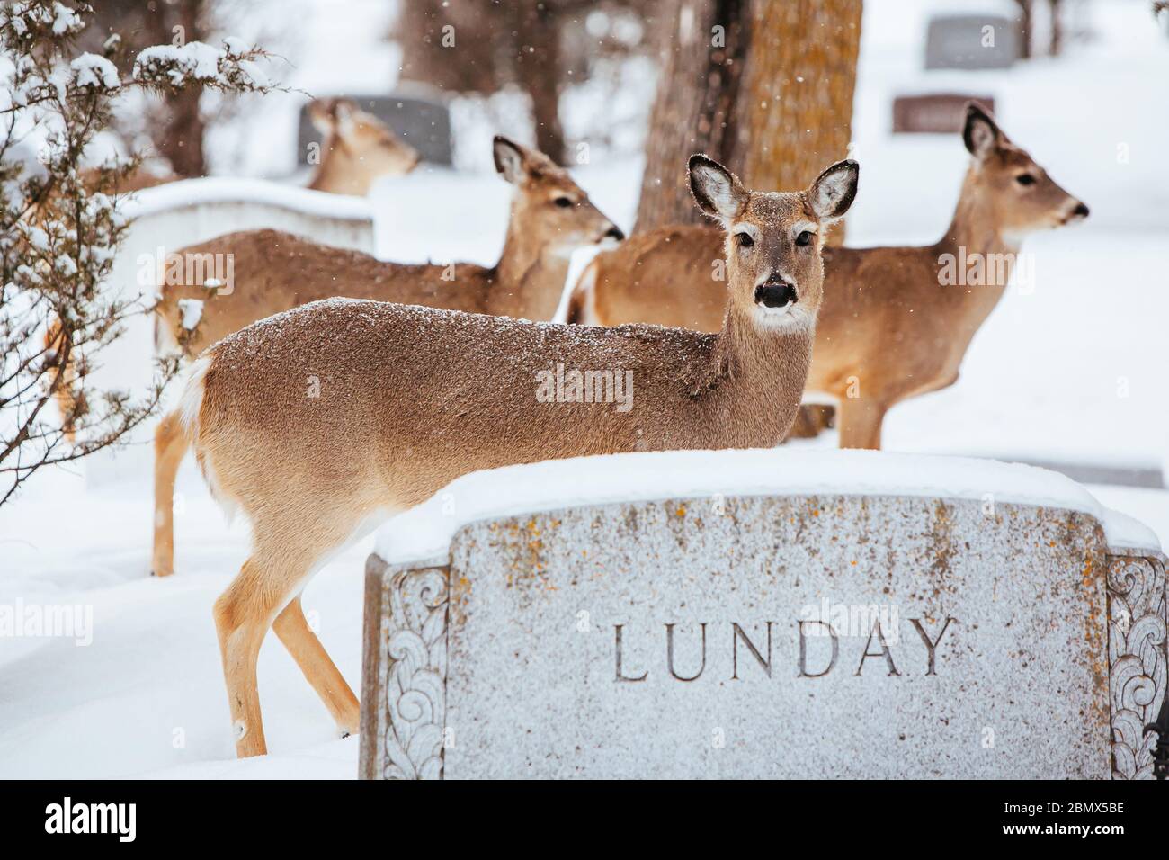 Fargo in snow hi-res stock photography and images - Alamy