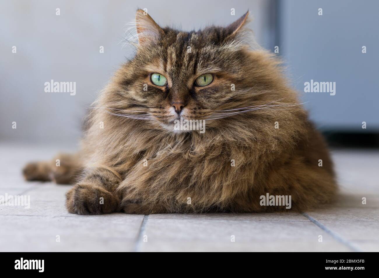 Haired cat lying in relax in a garden, siberian breed brown mackerel ...