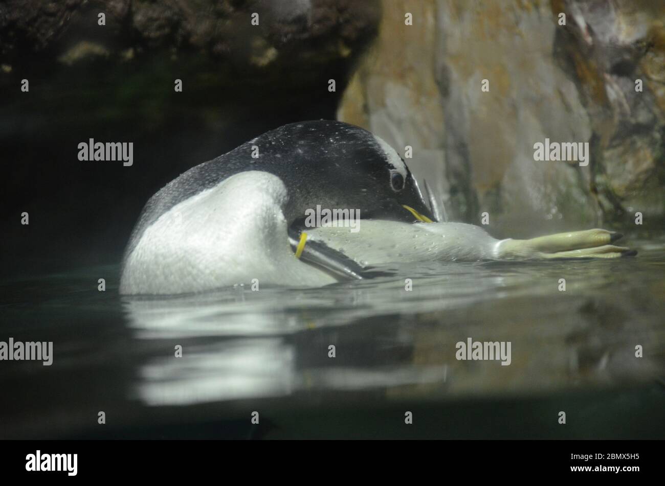 Emperor penguin zoo fish hi-res stock photography and images - Alamy