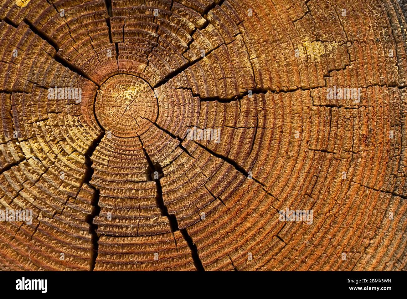 Wood texture of cutted latch tree trunk. Texture with cracks Stock ...