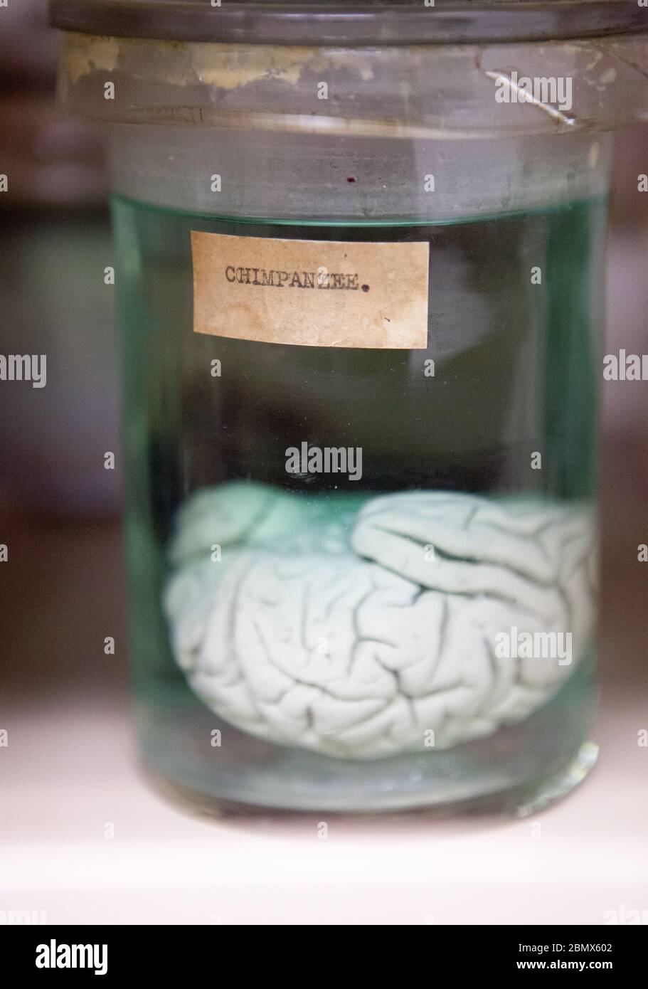 Chimp brain in a jar hi-res stock photography and images - Alamy