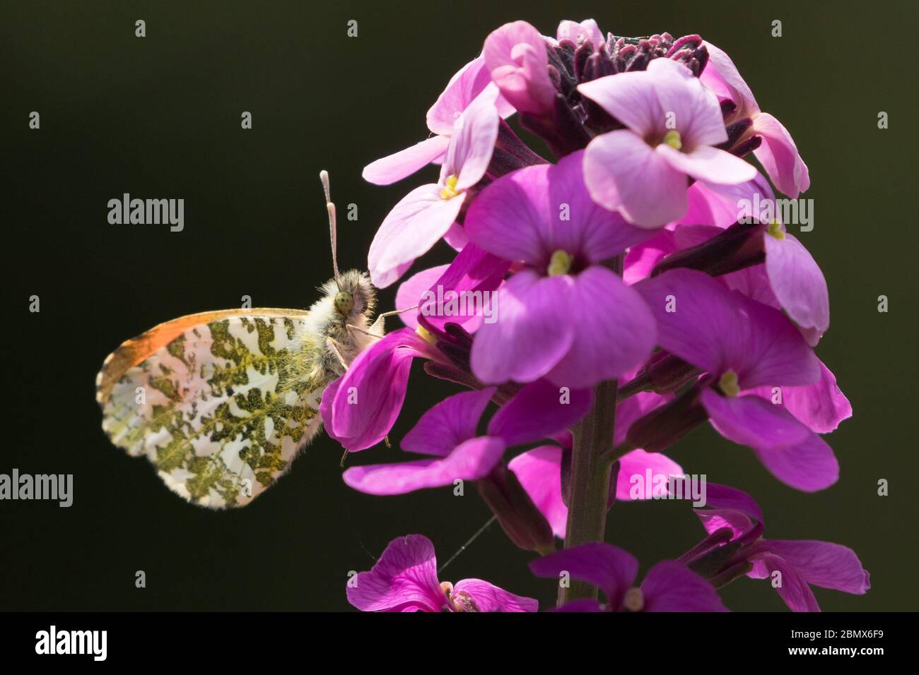 Orange tip (Anthocharis cardamines) male on everlasting wallflower ...
