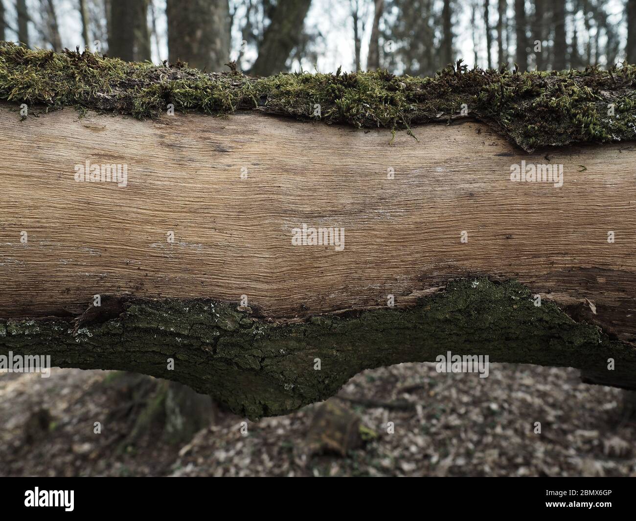 Macro foto wood texture wood cortex Stock Photo - Alamy