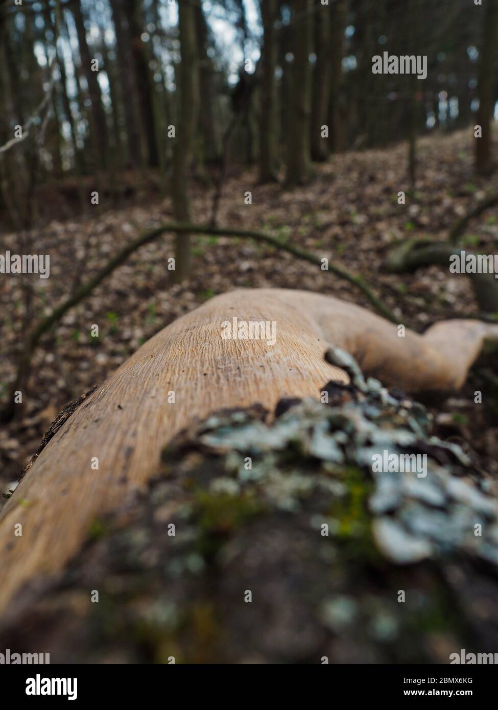 Macro foto wood texture wood cortex Stock Photo - Alamy