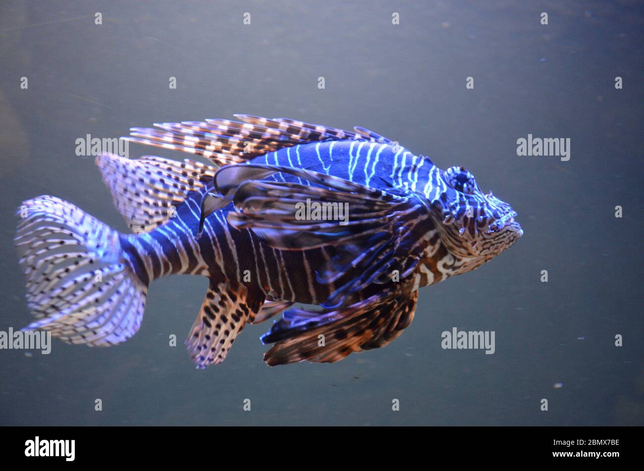 Tropical fish in aquarium, Frankfurt am Main (Germany Stock Photo - Alamy