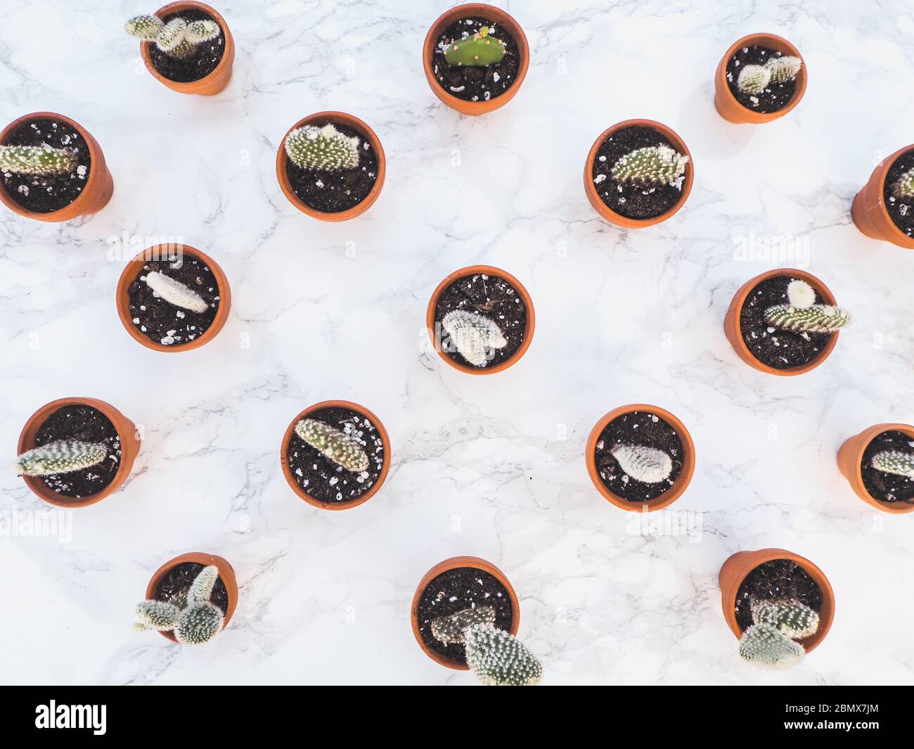 Small opuntia microdasys cactuses, commonly known as bunny ears cactus ...