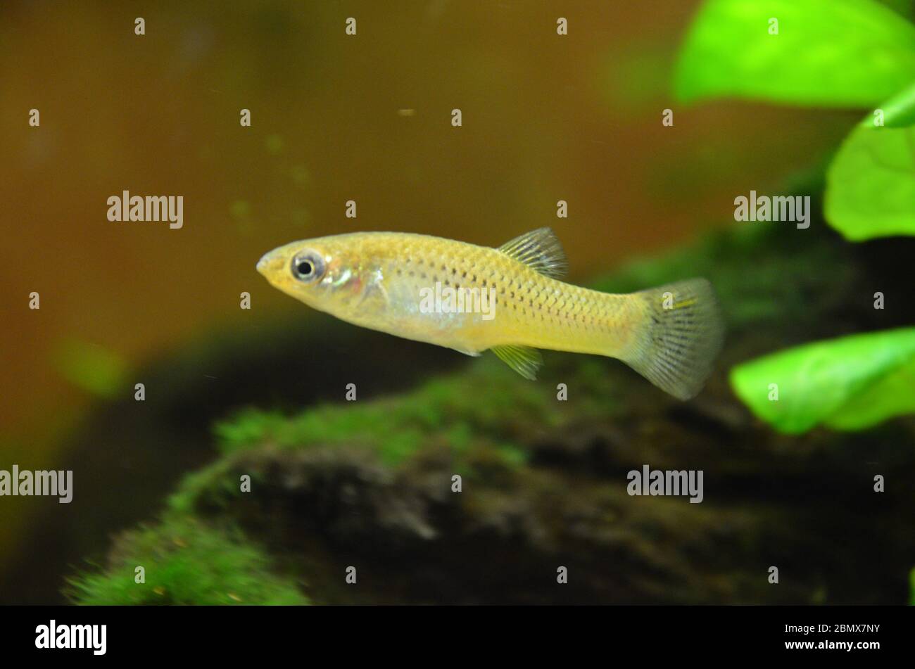 Tropical fish in aquarium, Frankfurt am Main (Germany Stock Photo - Alamy