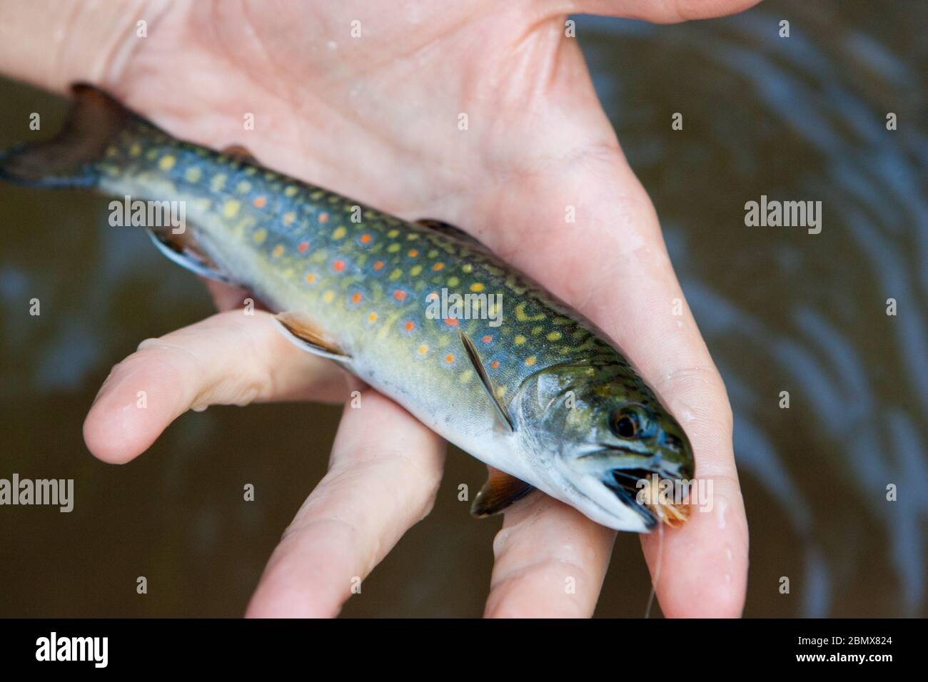A man holds a freshly-caught brook trout (Salvelinus fontinalis) that ...