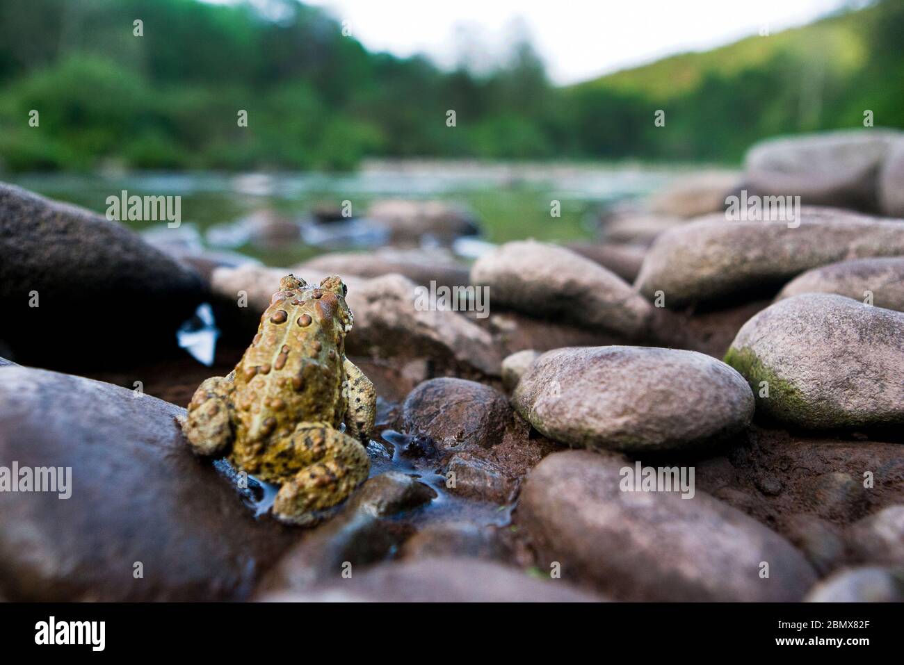 A male American toad (Bufo americanus) stares upriver as he pauses in ...