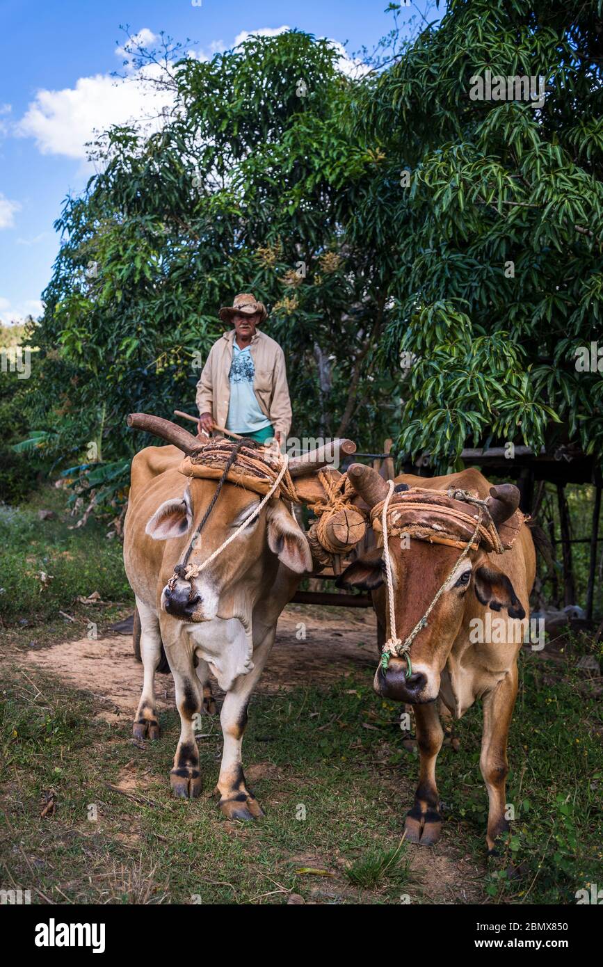 Man driving oxen cart, Vinales Valley, Cuba Stock Photo - Alamy