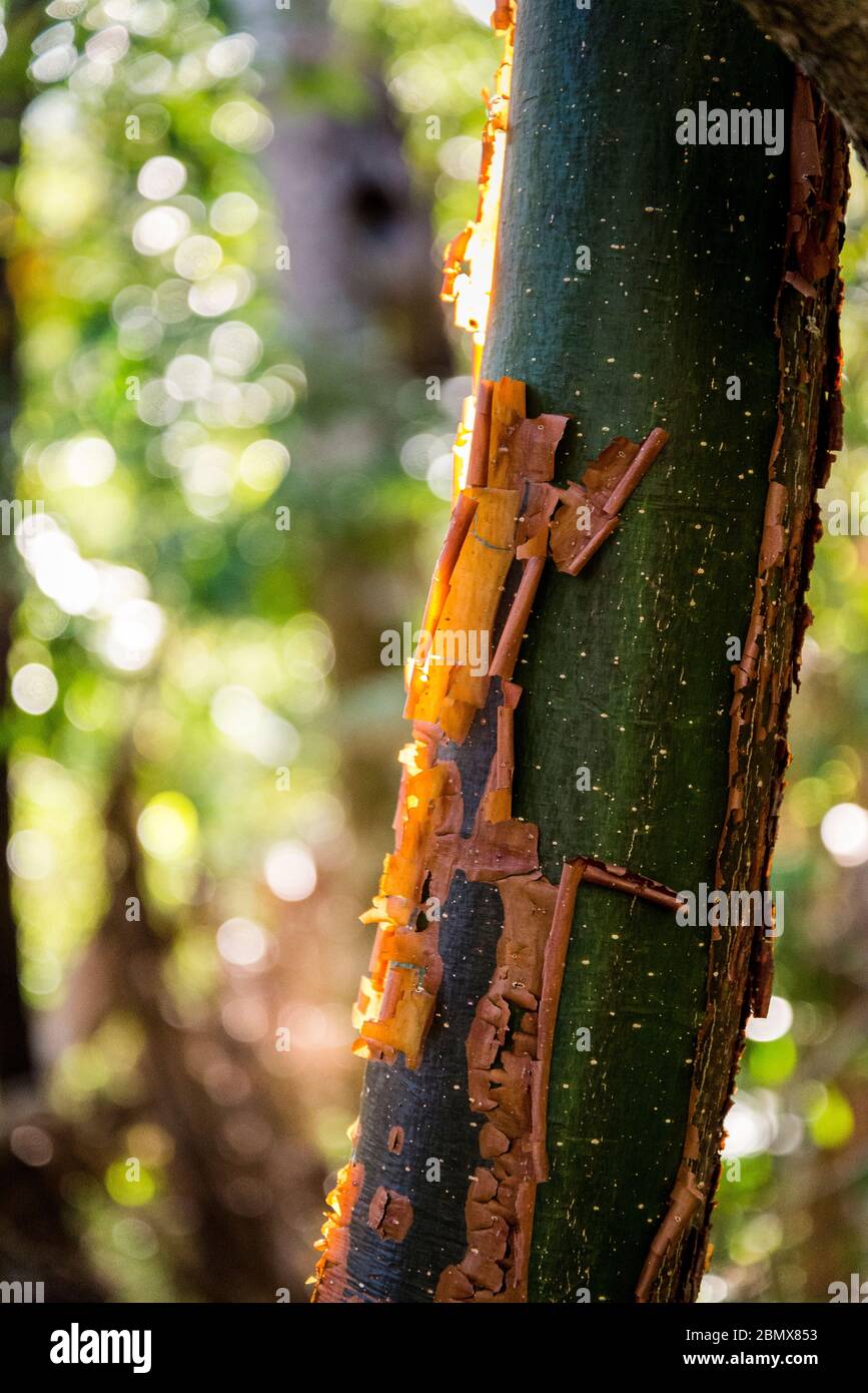 Almacigo tree, Bursera simaruba, with shiny red bark, known locally for ...