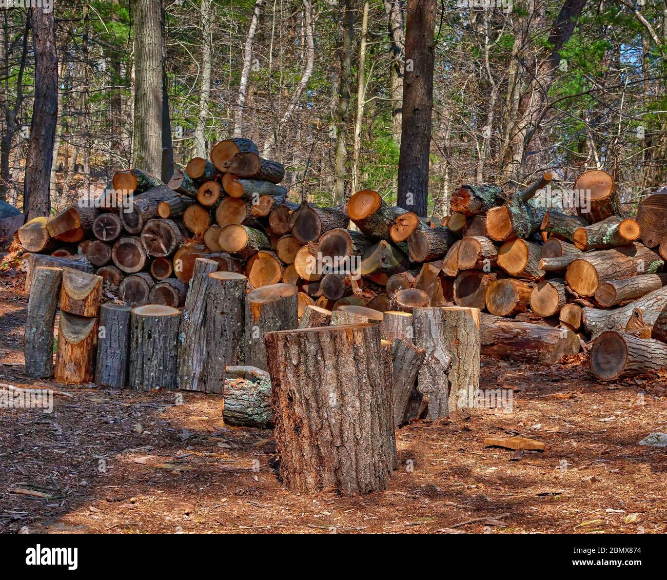 Logging lumber redwood hi-res stock photography and images - Alamy