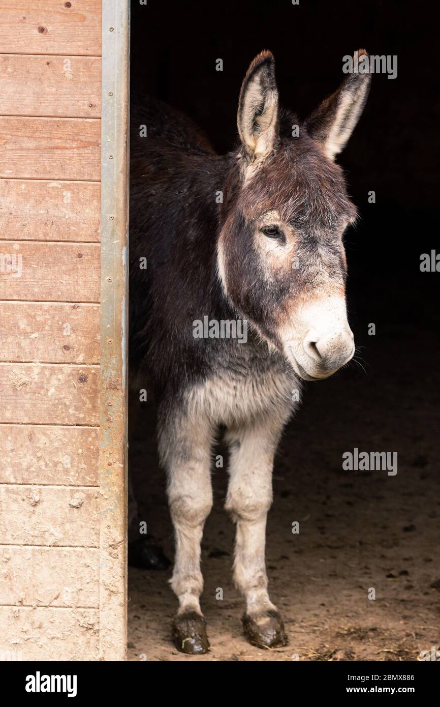 Brown donkey in stable hi-res stock photography and images - Alamy