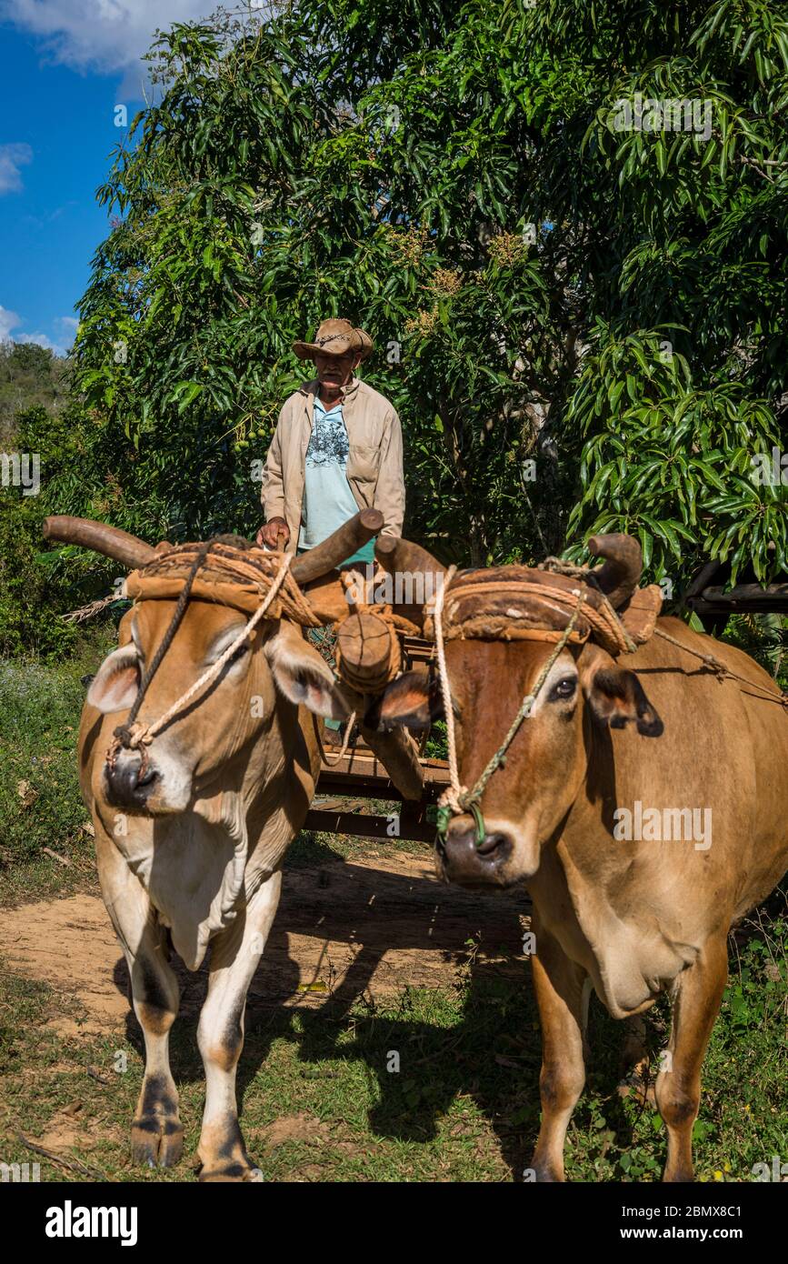 Man driving cart pulled hi-res stock photography and images - Alamy