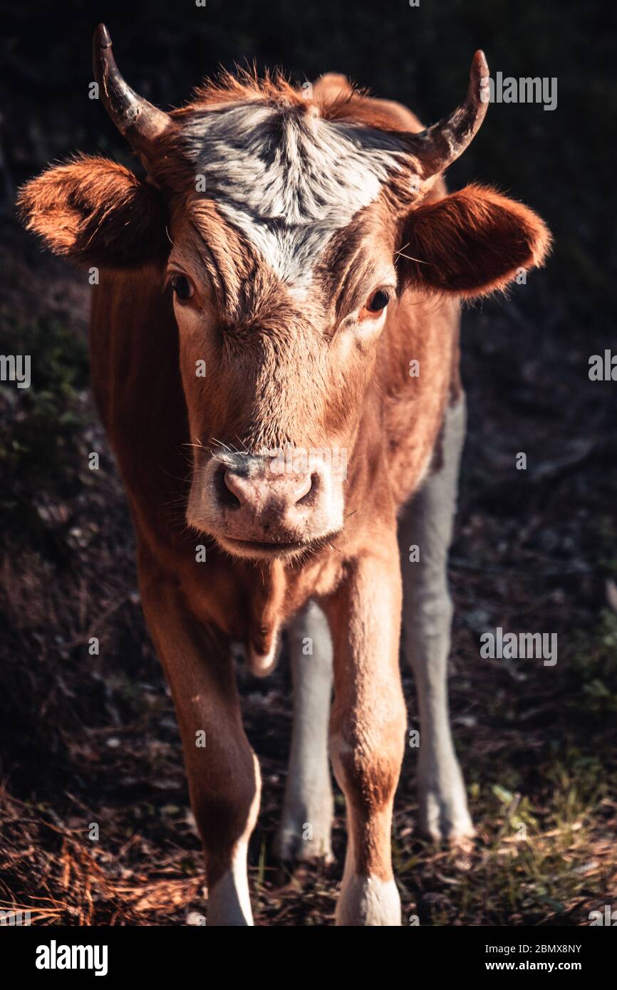 wild cow on the wayin in Corsica, France Stock Photo - Alamy