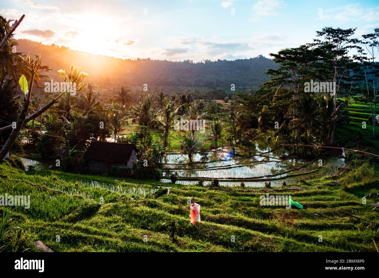 Rice field landscape Bali with palm trees Stock Photo - Alamy