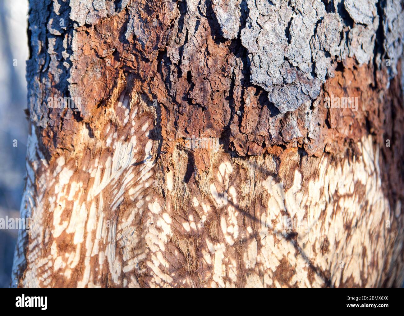 Beaver teeth marks on the bark of a tree in upstate New York, Lindsay ...