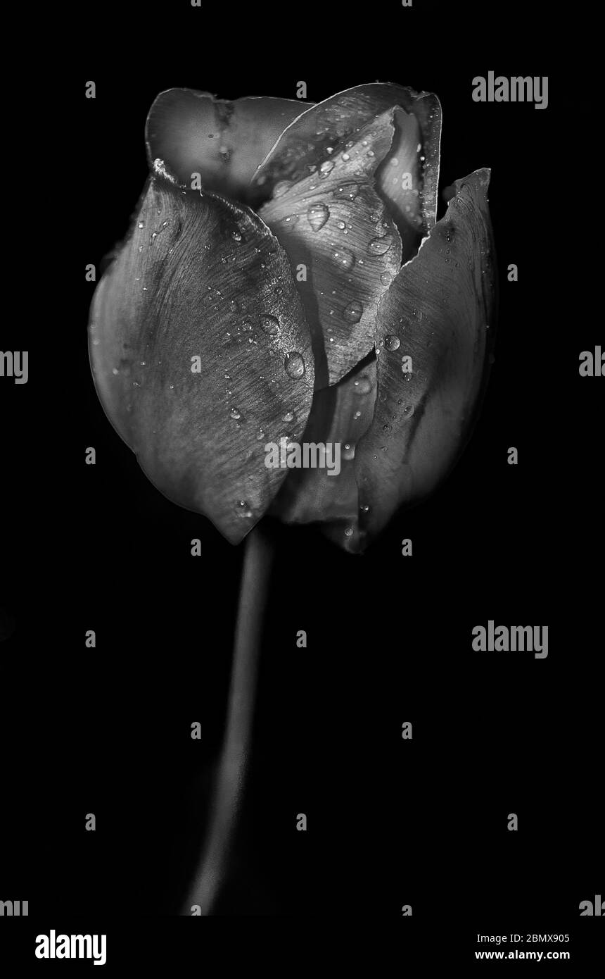 Beautiful blooming red rose Black and White Stock Photos & Images - Alamy