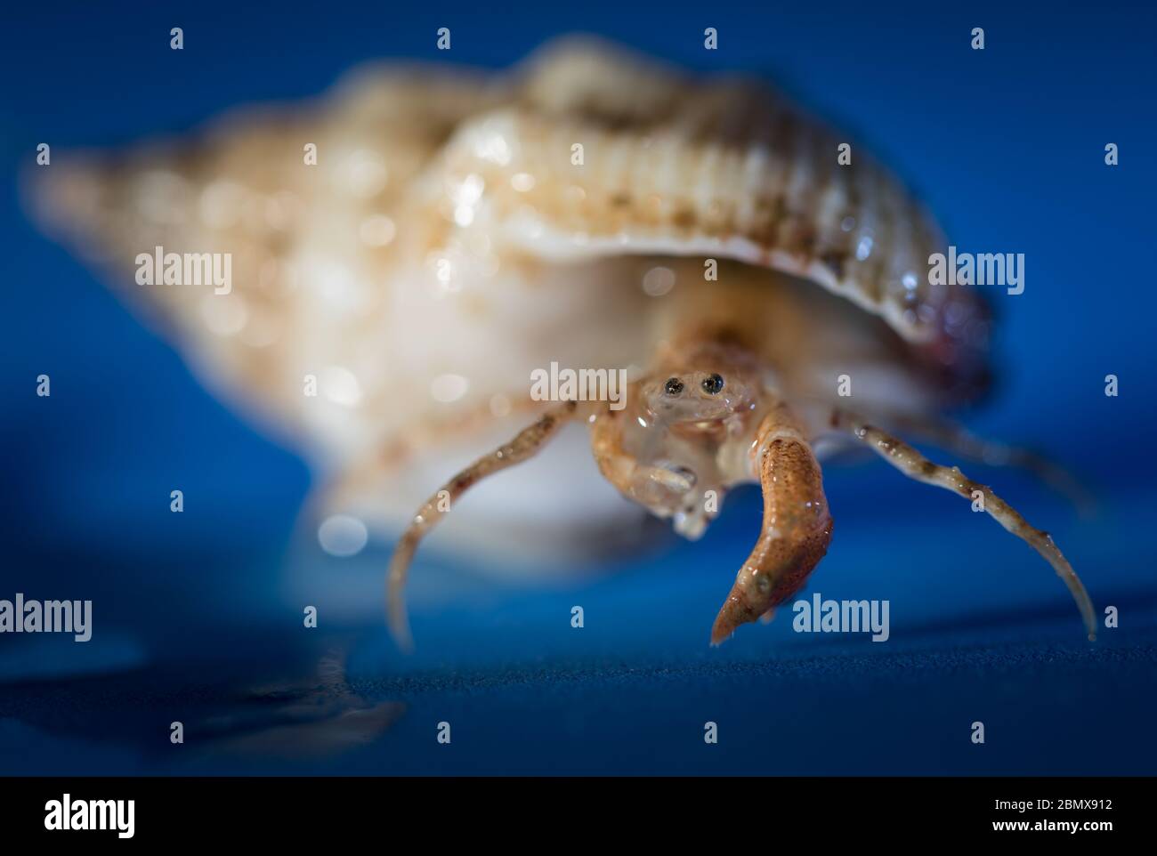 Cone shaped shell hi-res stock photography and images - Alamy