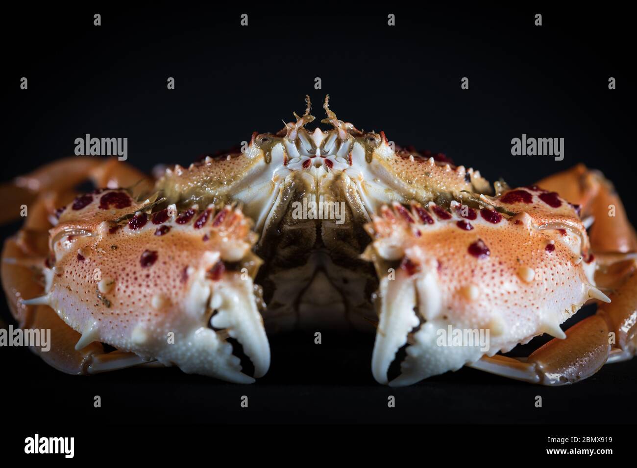 Red spotted or masked crab, Murisia cristiata, were abundant in benthic ...