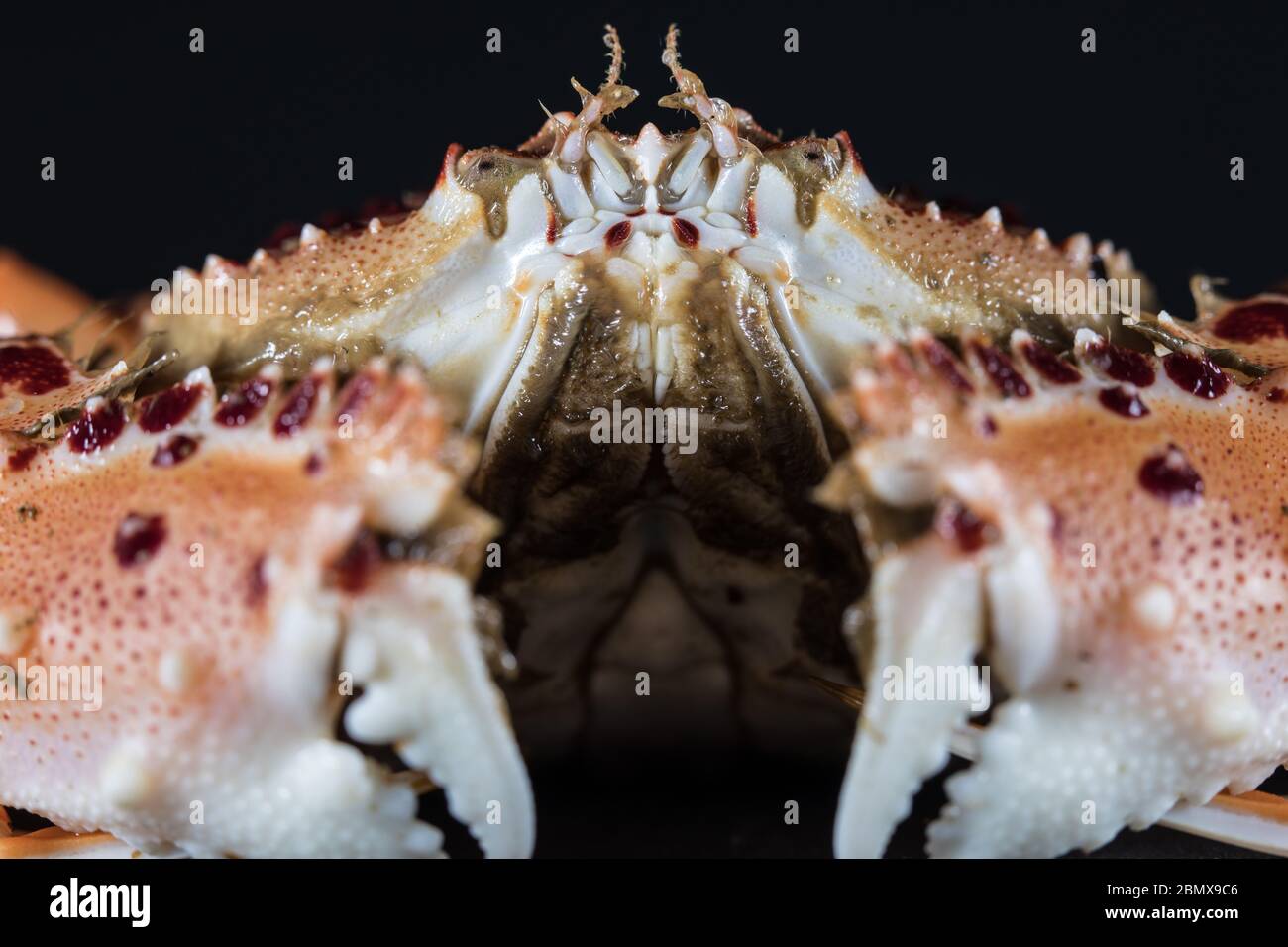 Crab shell texture hi-res stock photography and images - Alamy