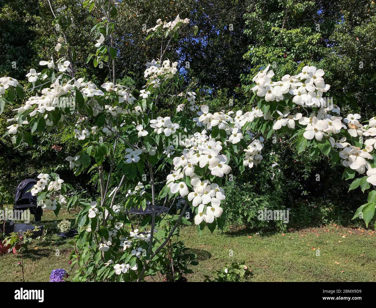 Mountain clematis shrub, named also Himalayan clematis or anemone ...