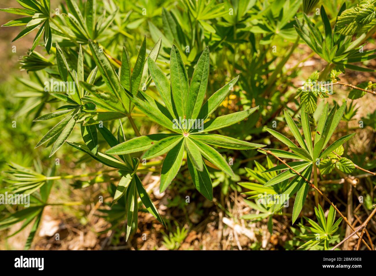 Karli hi-res stock photography and images - Alamy